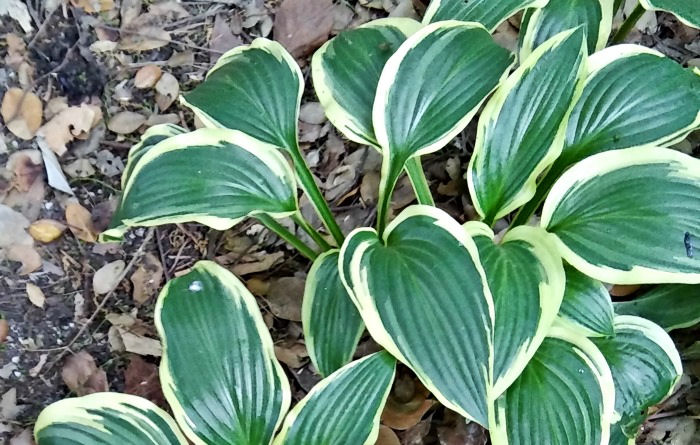 Hosta Yellow Splash Rim - Plant this Rapid Grower in Shade Gardens