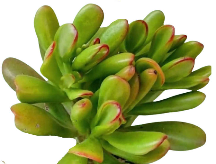 Crassula Ovata 'Hobbit' - Tips for Growing Hobbit Jade Plant