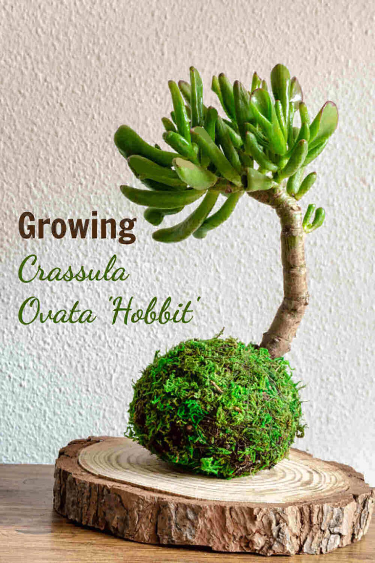 Crassula Ovata 'Hobbit' - Tips for Growing Hobbit Jade Plant