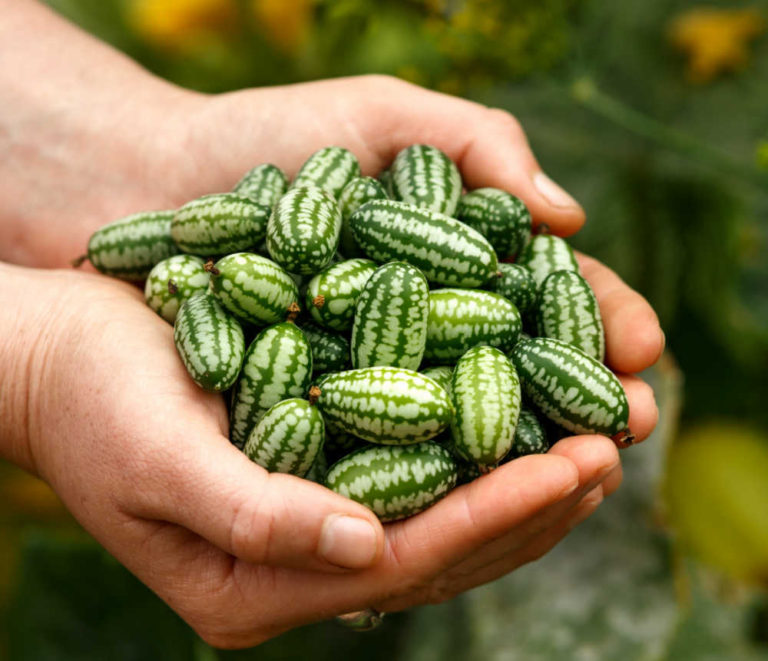Watermelon Varieties: Seeded, Seedless, Icebox, Picnic & Minis