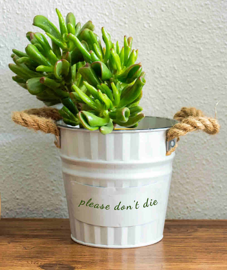 Crassula Ovata 'Hobbit' - Tips for Growing Hobbit Jade Plant