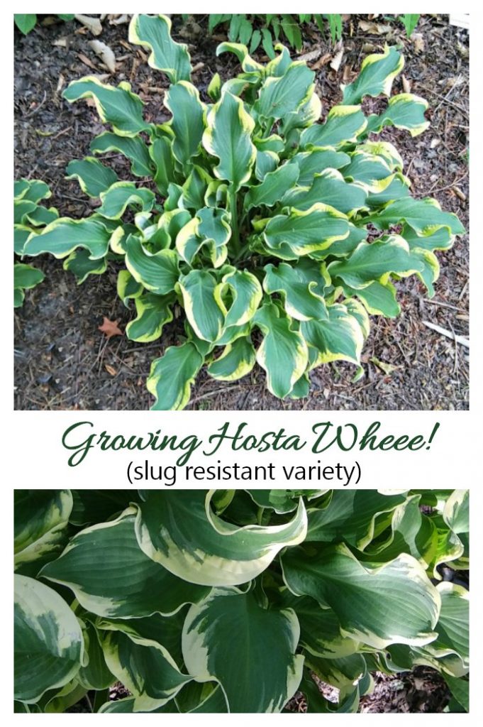 Hosta Wheee! - Variegated Slug Resistant Hosta Plant