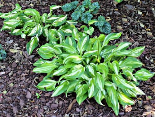 Hosta Wheee! - Variegated Slug Resistant Hosta Plant