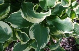 Hosta Wheee! - Variegated Slug Resistant Hosta Plant