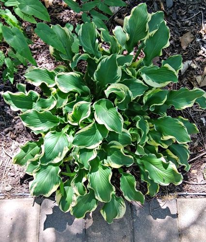 Hosta Wheee! - Variegated Slug Resistant Hosta Plant