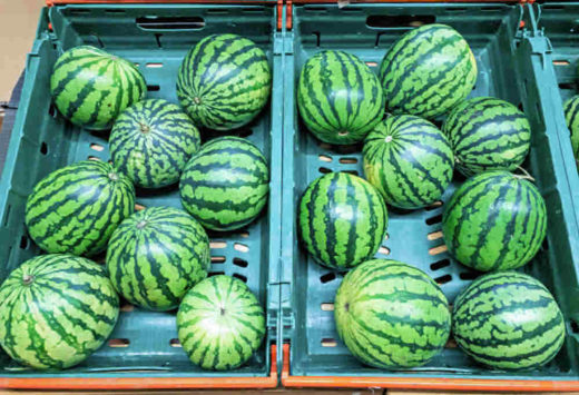 Watermelon Varieties: Seeded, Seedless, Icebox, Picnic & Minis