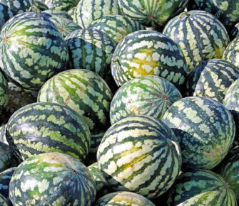 Watermelon Varieties: Seeded, Seedless, Icebox, Picnic & Minis