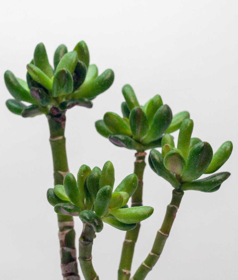 Crassula Ovata 'Hobbit' - Tips for Growing Hobbit Jade Plant