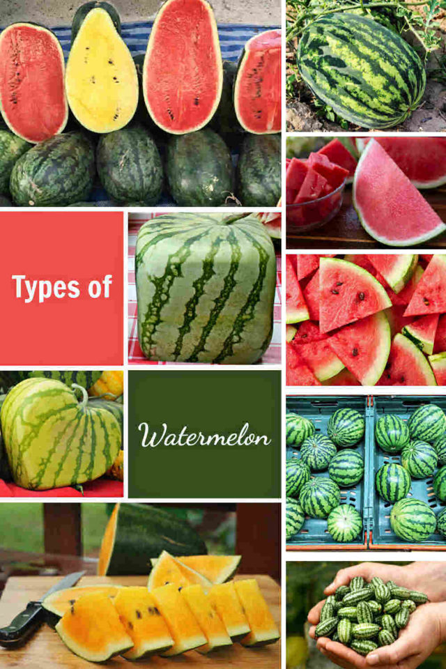 Watermelon Varieties: Seeded, Seedless, Icebox, Picnic & Minis