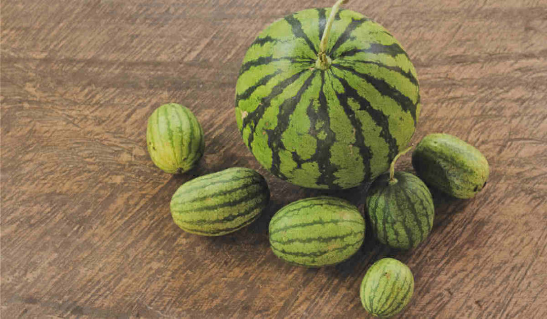 Watermelon Varieties: Seeded, Seedless, Icebox, Picnic & Minis