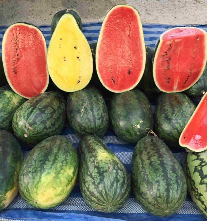 Watermelon Varieties: Seeded, Seedless, Icebox, Picnic & Minis