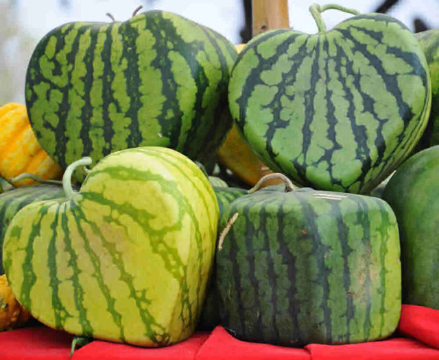 Watermelon Varieties: Seeded, Seedless, Icebox, Picnic & Minis