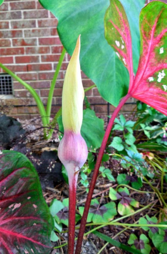 Care of Caladium plants - Varieties - Overwintering - Flowers - and More