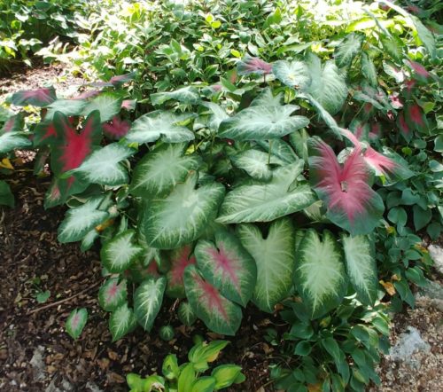 Care of Caladium plants - Varieties - Overwintering - Flowers - and More