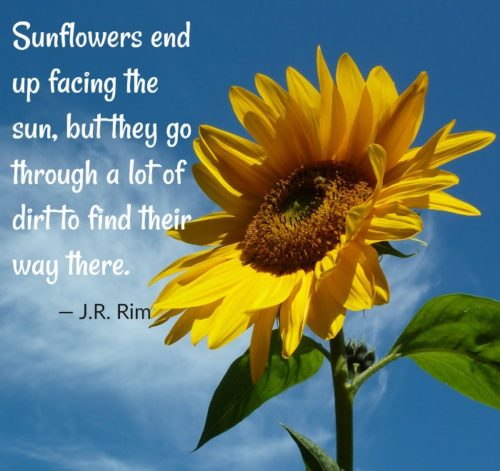 Sunflower Quotes - 20 Best Sunflower Sayings with Images