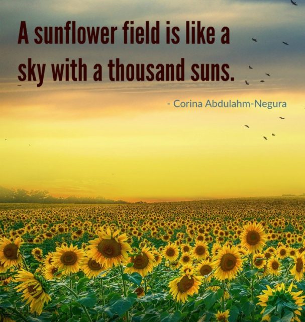 Sunflower Quotes - 20 Best Sunflower Sayings with Images