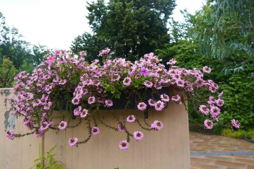 Spring Blooming Plants - 20 Top Picks for Early Spring Flowers [Updated]