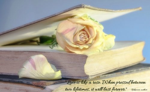 Romantic Rose Quotes - 35 Best Rose Love Quotes with Images of Roses