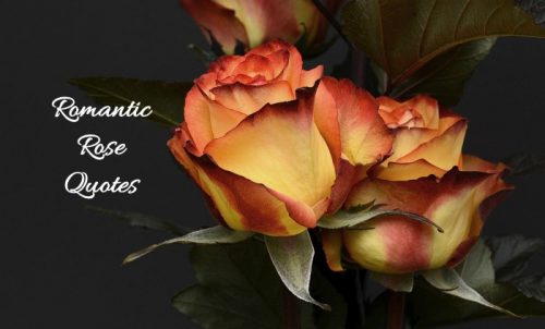Romantic Rose Quotes - 35 Best Rose Love Quotes with Images of Roses