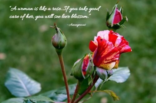 Romantic Rose Quotes - 35 Best Rose Love Quotes with Images of Roses