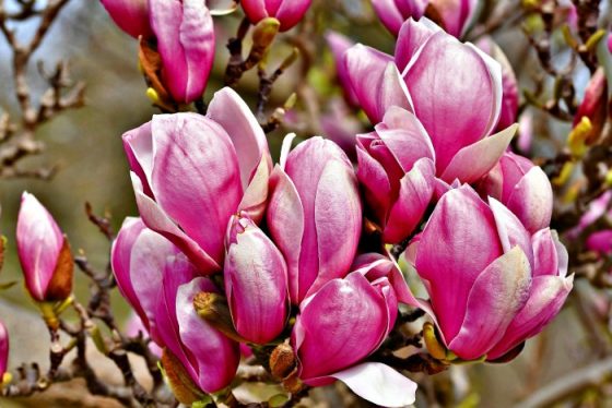 Plants That Close their Leaves at Night - Nyctinasty - Oxalis and Others