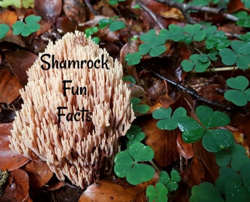 Good Luck Quotes - Best of Luck Wishes - Irish Quotes - Lucky Sayings