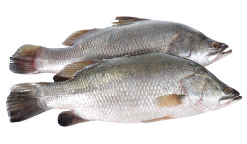 Barramundi Recipe with Garlic Lemon Butter Sauce - The Gardening Cook