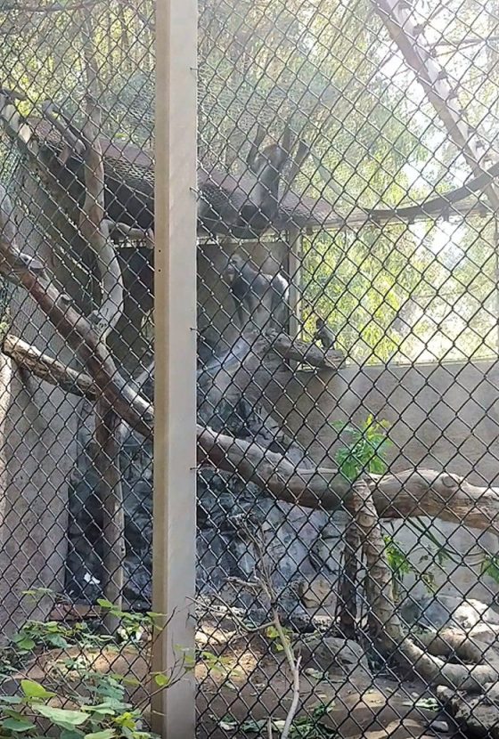 Los Angeles Zoo and Botanical Gardens - Nature and Wildlife in LA