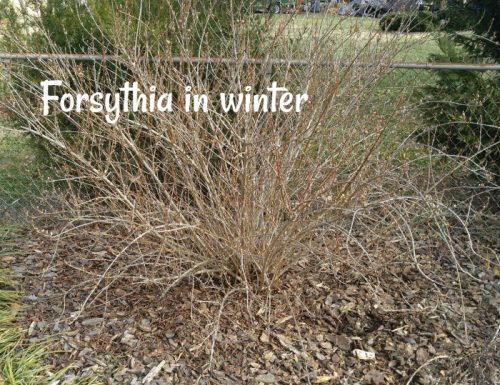 Planting Forsythia -When and How to Plant a Forsythia Shrub