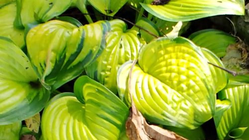 Hosta Stained Glass - Sun Tolerant Variegated Plantain Lily
