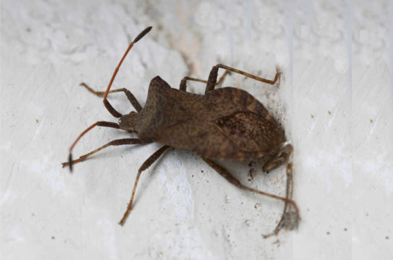Control Squash Bugs 12 ways - How to Kill Squash Bugs