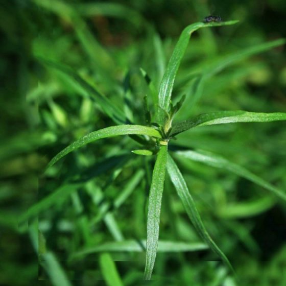 Growing Tarragon - Planting, Using, Harvesting Tips - French Tarragon