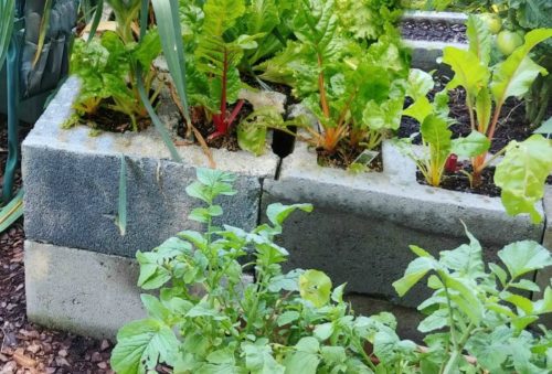 Raised Bed Vegetable Garden - Concrete Blocks Planter for Small Spaces