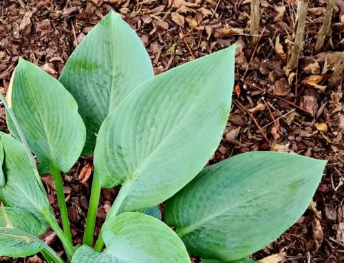 Blue Angel Hosta - Growing Hosta Blue Plantain Lily - Giant Hostas