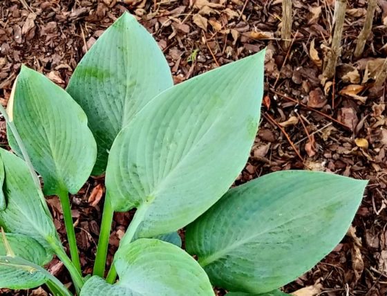 Blue Angel Hosta - Growing Hosta Blue Plantain Lily - Giant Hostas