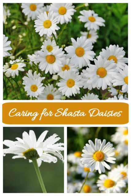 Shasta Daisy Care Guide | Sun, Water, Planting & Winter Care