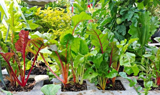 Growing Swiss Chard - Cold Hardy Cut and Come Again Vegetable