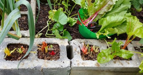 Growing Swiss Chard - Cold Hardy Cut and Come Again Vegetable