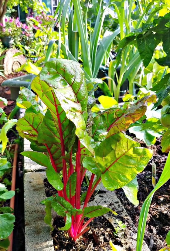 Growing Swiss Chard - Cold Hardy Cut and Come Again Vegetable