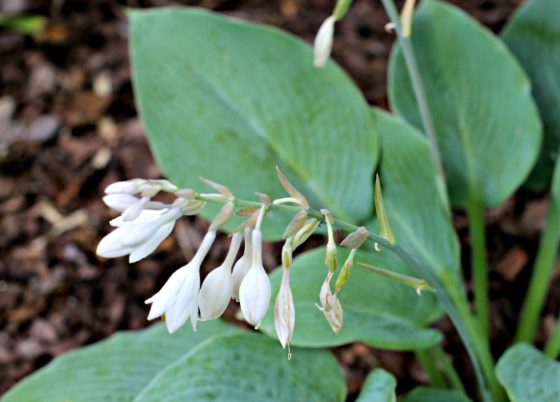 Blue Angel Hosta - Growing Hosta Blue Plantain Lily - Giant Hostas