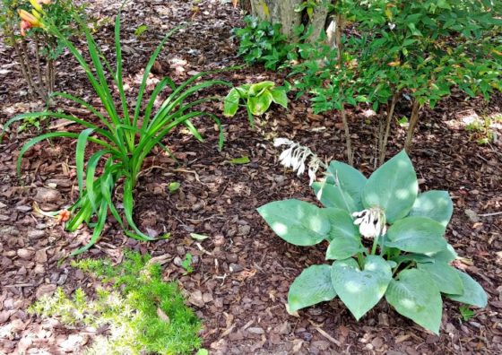 Blue Angel Hosta - Growing Hosta Blue Plantain Lily - Giant Hostas