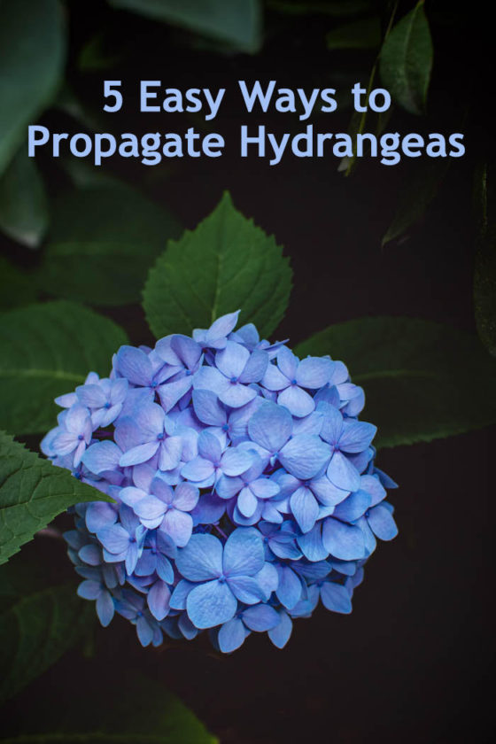 Propagating Hydrangeas - Cuttings, Tip Rooting, Air Layering and Division