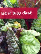 Growing Swiss Chard - Cold Hardy Cut and Come Again Vegetable