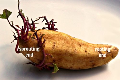 Growing Sweet Potatoes From Store-Bought Tubers