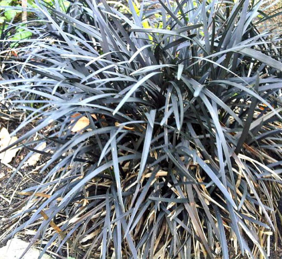 Halloween Plants - 21 Scary Plants to Set A Spooky Mood