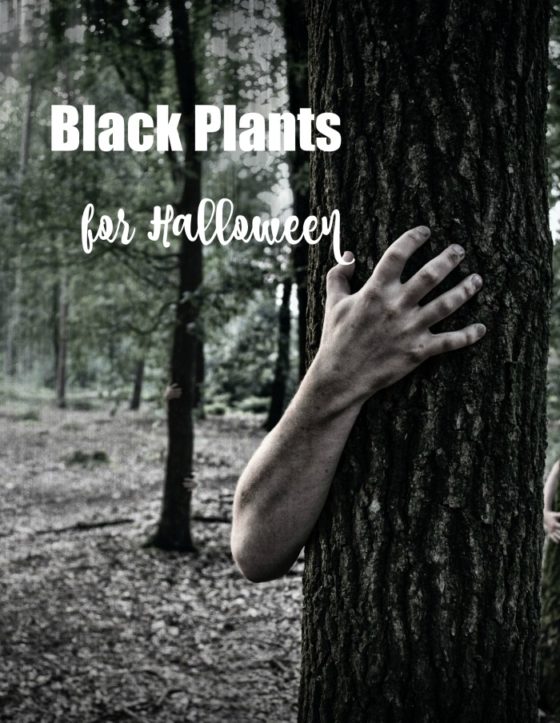 Halloween Plants - 21 Scary Plants to Set A Spooky Mood