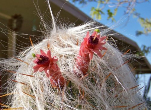 Old Man Cactus - Growing Tips for Cephaocereus Senilis