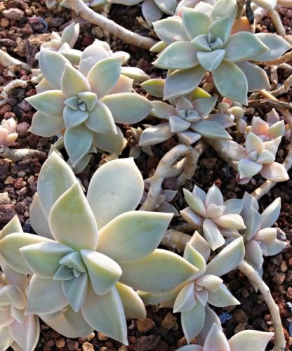 Halloween Plants - 21 Scary Plants to Set A Spooky Mood