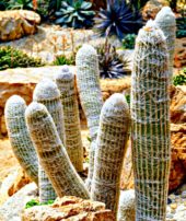 Old Man Cactus - Growing Tips for Cephaocereus Senilis