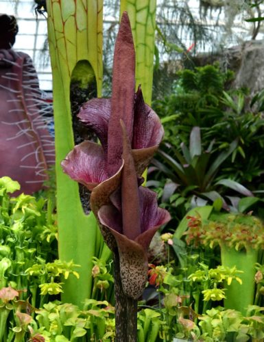 Halloween Plants - 21 Scary Plants to Set A Spooky Mood